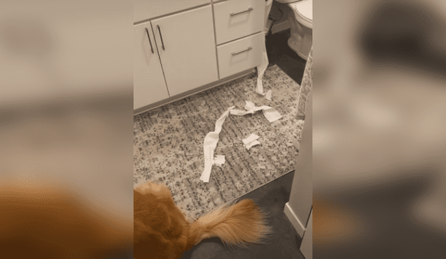 TikTok viral: perro tiene conmovedora reacción al ver que su dueño ...