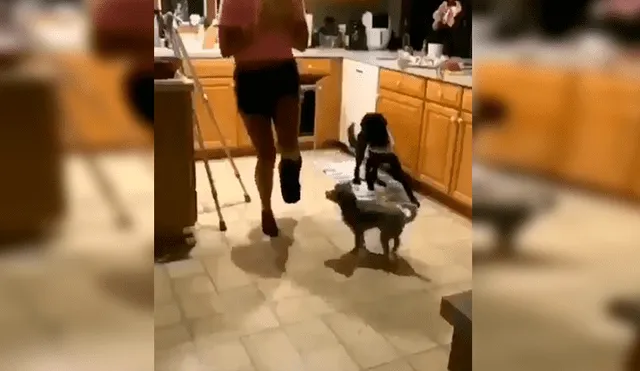Facebook viral: perros 'trolean' a su dueña que tenía el pie enyesado ...