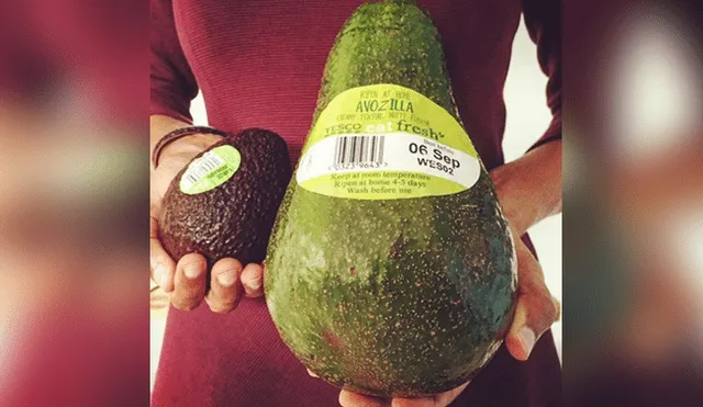 'Avozilla': La gigantesca palta sudafricana que es un éxito comercial ...