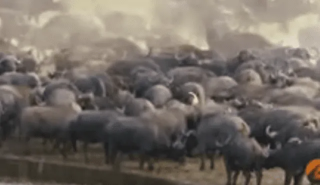YouTube viral: estampida de búfalos arrolla a feroz león que intentaba cazar a su presa ...