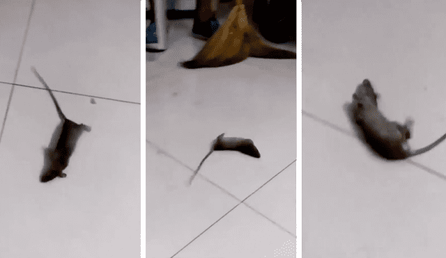 Facebook viral: ratón se hace el muerto para no ser 'asesinado' por el ...