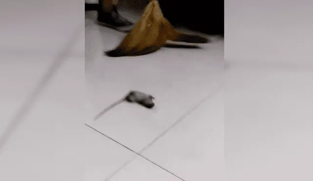 Facebook viral: ratón se hace el muerto para no ser 'asesinado' por el ...