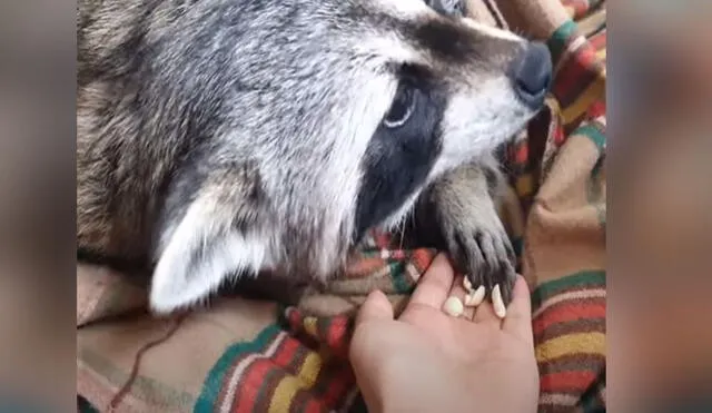 YouTube viral: mapache permanece dormido y se despierta al sentir el ...