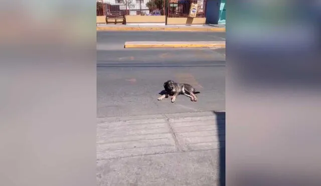 TikTok viral: Creyó que perro fue atropellado, se acerca para ayudarlo ...