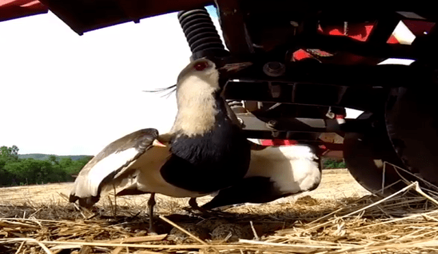 YouTube viral: ave protege a sus huevos para evitar ser aplastados por ...