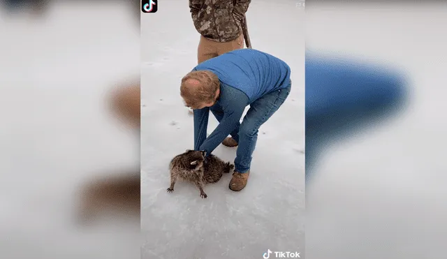 TikTok viral: Mapache tiene temeraria reacción al ser rescatado de lago ...