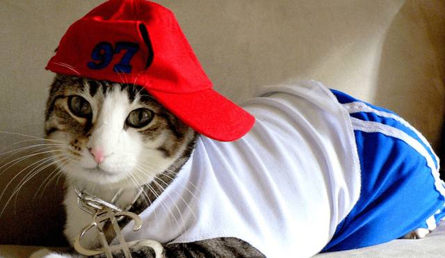 Facebook viral: gatito vestido de rapero enamora a las redes sociales ...