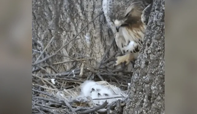 Facebook viral: conmovedor momento en que halcón protege a sus bebés de ...