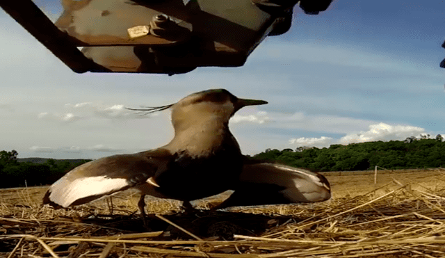 YouTube viral: ave protege a sus huevos para evitar ser aplastados por ...