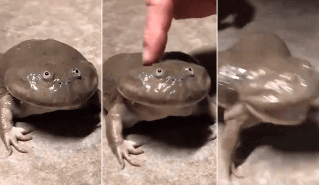 Vía Facebook: tocan la piel de una rana y este tiene inesperada ...