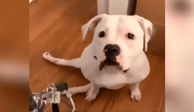 Vía YouTube: esta es la emocionante reacción de un perro parapléjico al ...