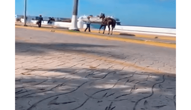 Mexico: Captan a jinete pateando y golpeando a su caballo para que ...