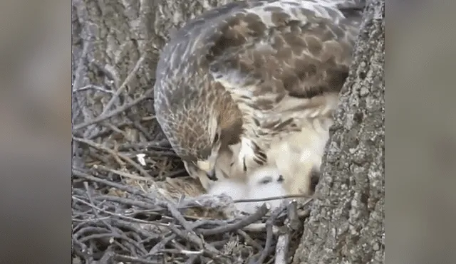 Facebook viral: conmovedor momento en que halcón protege a sus bebés de ...