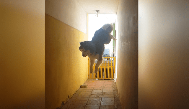 YouTube viral: temerario perro realiza peligrosa maniobra de parkour ...