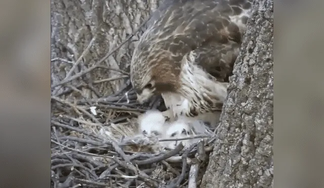 Facebook viral: conmovedor momento en que halcón protege a sus bebés de ...
