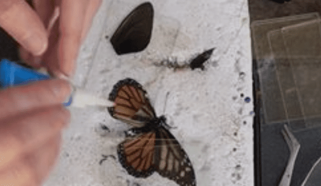 estados unidos mariposa monarca operacion intervencion ala rota vuelve ...