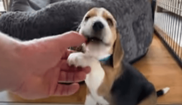Facebook viral: perro tiene curiosa reacción para evitar que su dueño ...