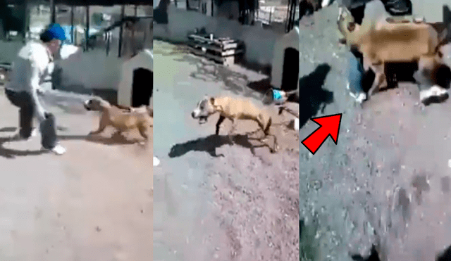Facebook viral: hombre se burla de perro atado, el can se libera y le ...