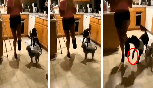 Facebook viral: perros 'trolean' a su dueña que tenía el pie enyesado ...