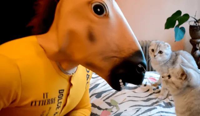 YouTube video viral: le juega broma pesada a sus gatos y ellos ...