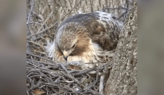 Facebook viral: conmovedor momento en que halcón protege a sus bebés de ...