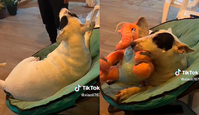 TikTok viral:Perrita hace berrinche para ver la televisión sentada en ...