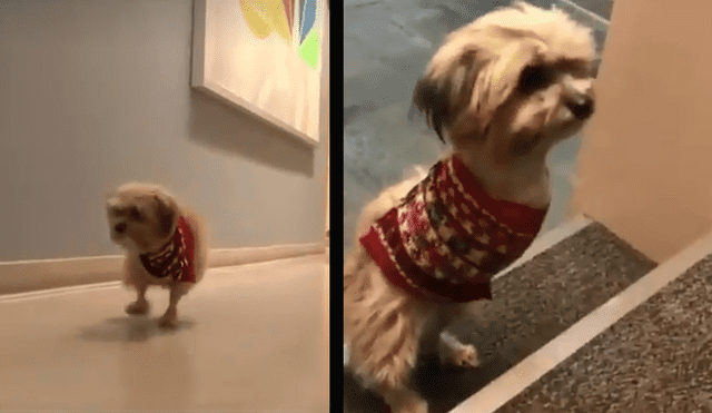 Facebook viral: perro que no tiene las patas delanteras está dando una ...