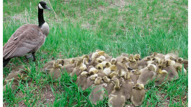 Fotos: mamá gansa cuida a decenas de polluelos de otras y despierta ...