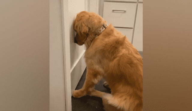 TikTok viral: perro tiene conmovedora reacción al ver que su dueño ...