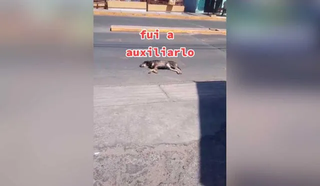 TikTok viral: Creyó que perro fue atropellado, se acerca para ayudarlo ...
