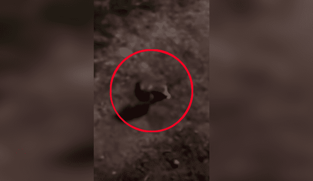 Facebook viral: captan a ratones peleando en Plaza de Armas y causan ...