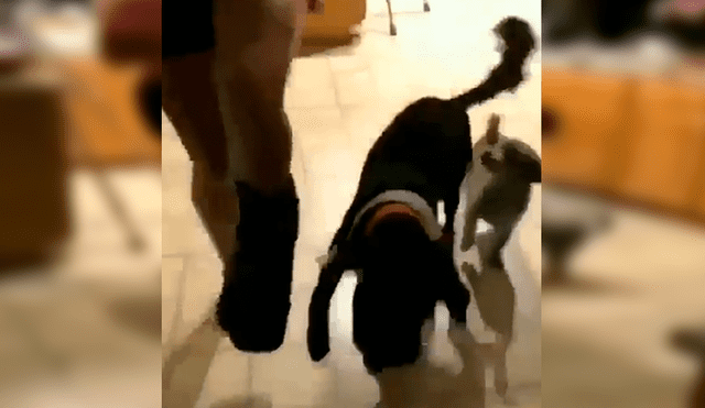 Facebook viral: perros 'trolean' a su dueña que tenía el pie enyesado ...