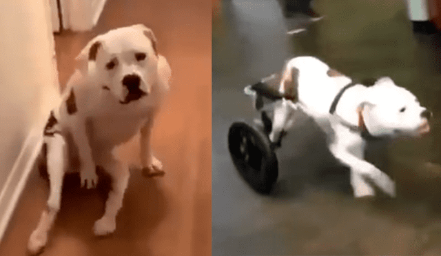 Vía YouTube: esta es la emocionante reacción de un perro parapléjico al ...