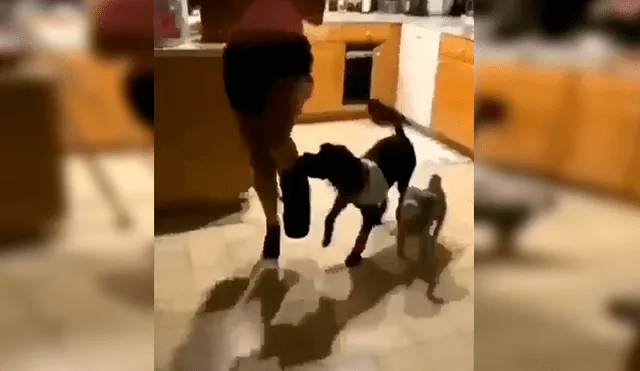 Facebook viral: perros 'trolean' a su dueña que tenía el pie enyesado ...