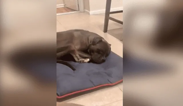 YouTube viral: Perro se queda dormido y comienza a roncar como ...