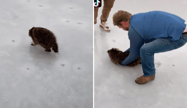TikTok viral: Mapache tiene temeraria reacción al ser rescatado de lago ...