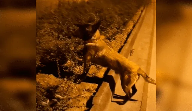 TikTok viral: Perrito intenta revivir a un gato atropellado y lo saca ...