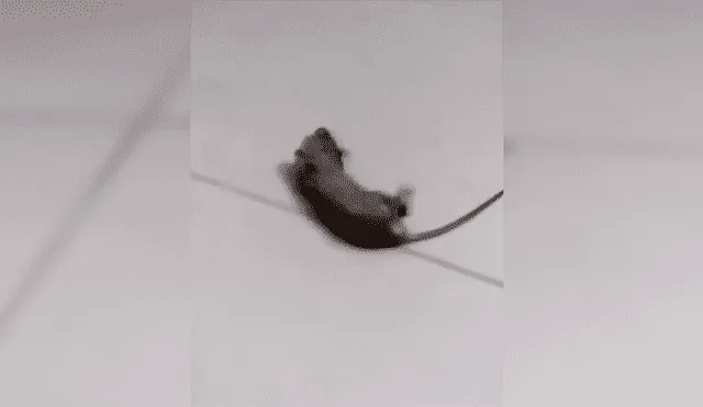 Facebook viral: ratón se hace el muerto para no ser 'asesinado' por el ...