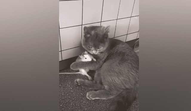 YouTube viral: gata olvida sus peleas con una rata y lo ‘cuida’ como si ...
