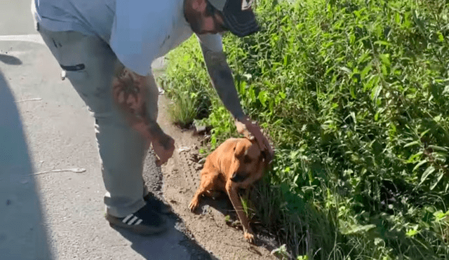 Facebook viral: perrito sin hogar intenta ayudar a animal atropellado ...