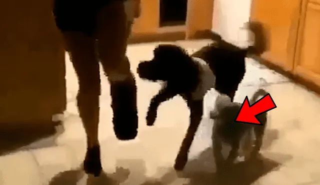 Facebook viral: perros 'trolean' a su dueña que tenía el pie enyesado ...