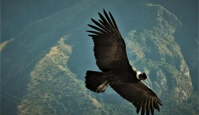 Danza con cóndores | Domingo | La República