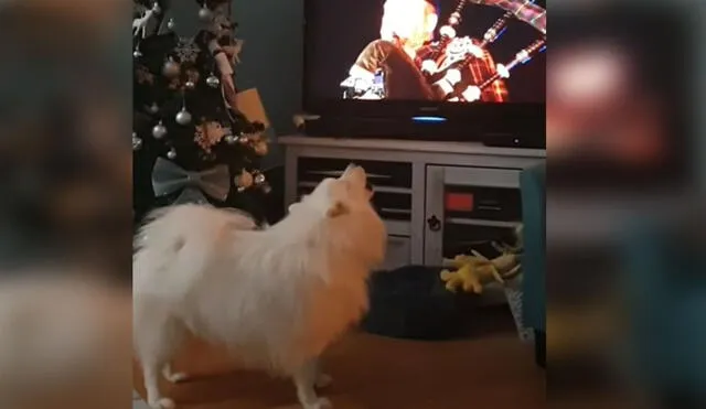 YouTube viral: Perro ve a músico tocando la gaita y le sigue el ritmo ...