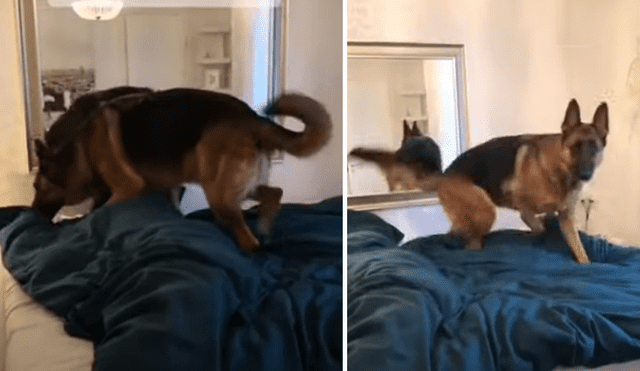 YouTube viral: perro intenta despertar a su amo, pero cae en su broma ...