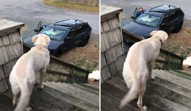 YouTube viral: perro se ‘emociona’ al ver llegar a su dueño y lo recibe ...