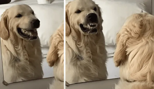 YouTube viral: joven graba la enfurecida reacción de su perro al verse ...