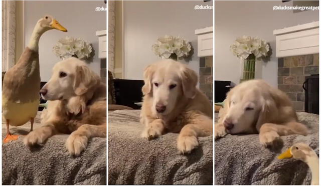Instagram viral: perro empuja a un pato de su sofá y este cae al suelo ...