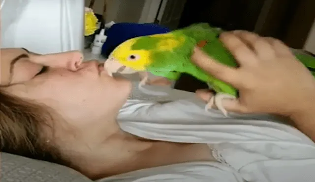 YouTube viral: loro que canta ópera se convierte en el ‘amigo ...