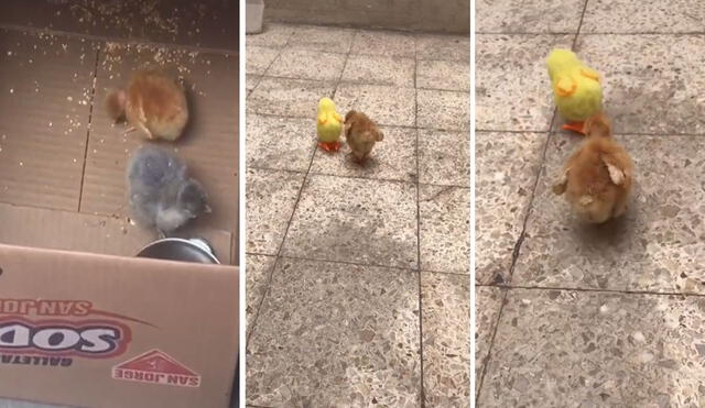 TikTok viral: pollito perdió a su amigo y su dueño lleva uno de ...