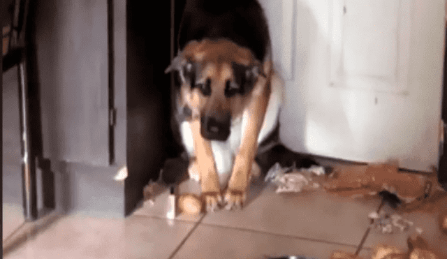 Facebook viral: perro enternece en redes al ser regañado por comerse la ...